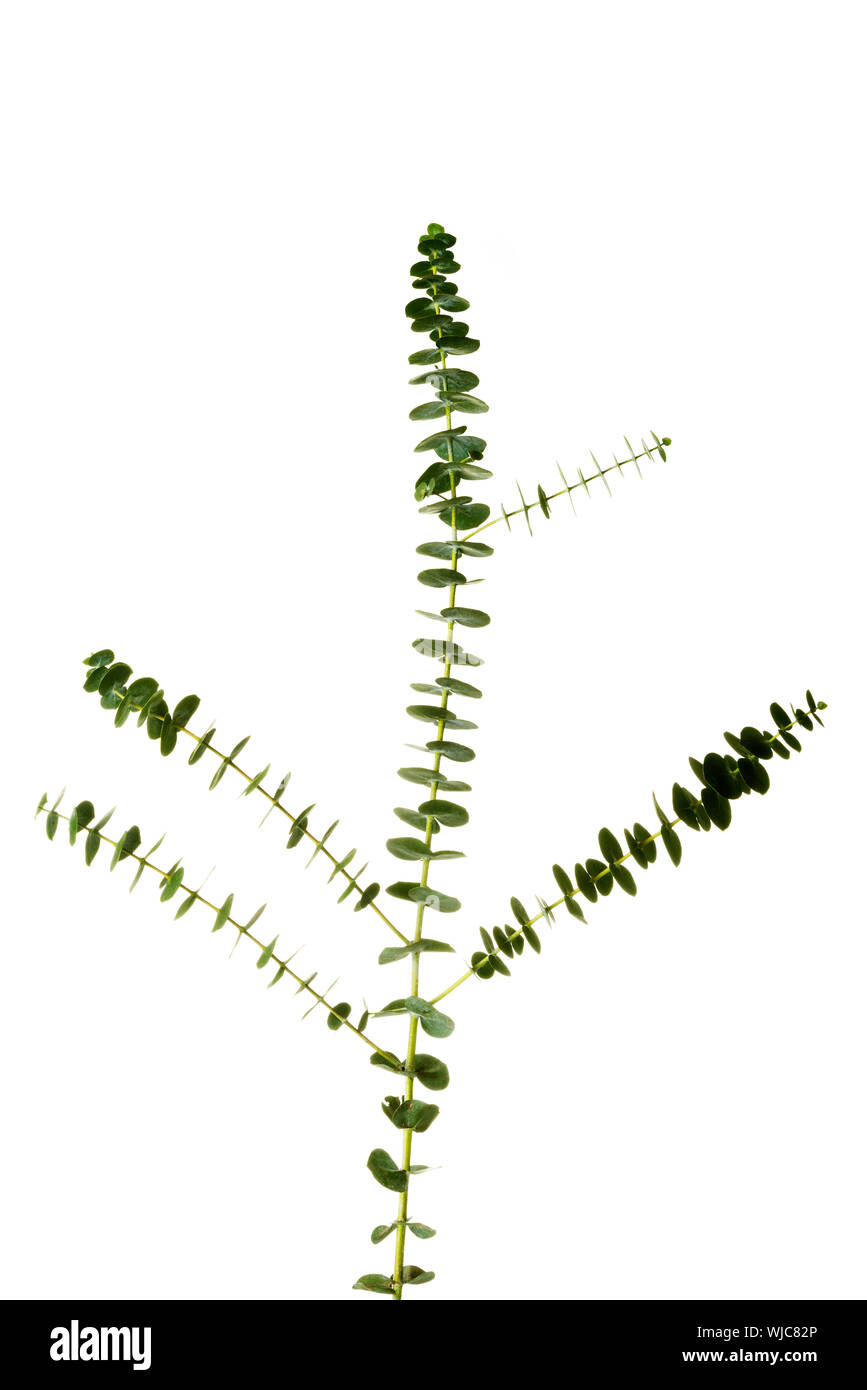 One green fresh plant. Isolated on white Stock Photo - Alamy