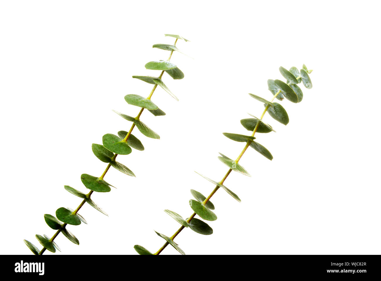 One green fresh plant. Isolated on white Stock Photo - Alamy