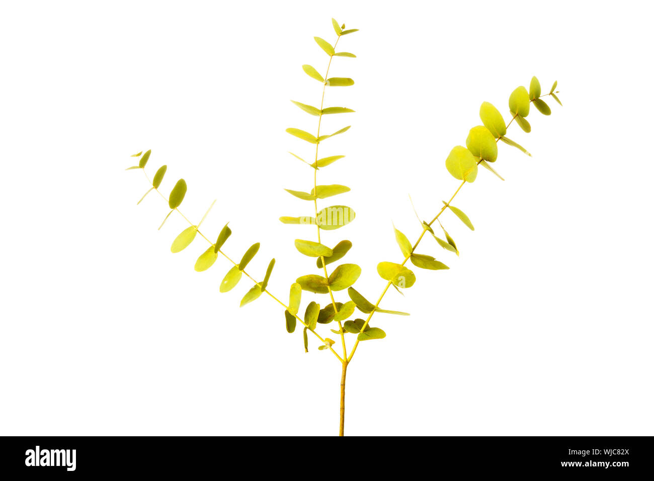One green fresh plant. Isolated on white Stock Photo - Alamy