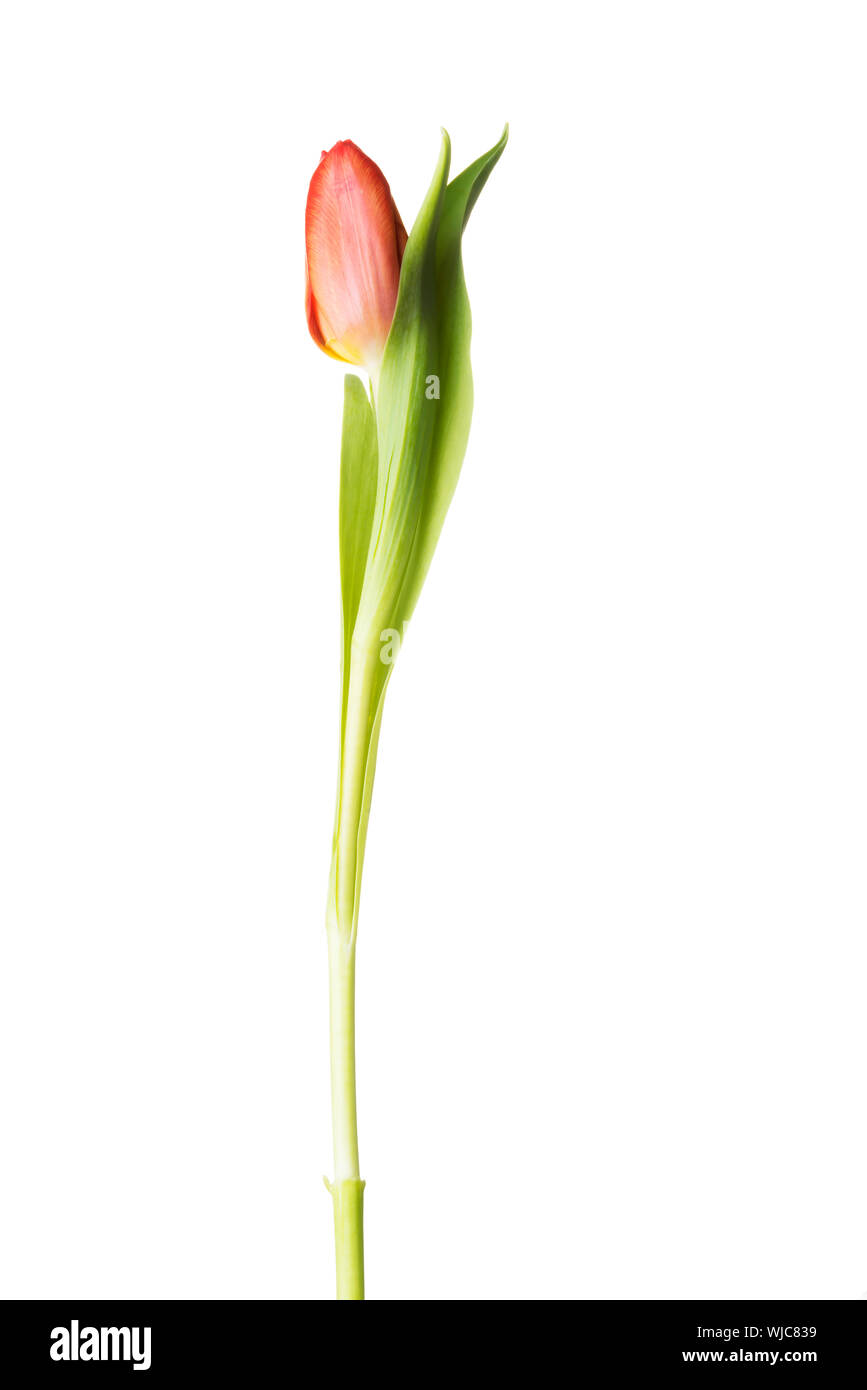 One separated tulip flower. Isolated on white Stock Photo - Alamy
