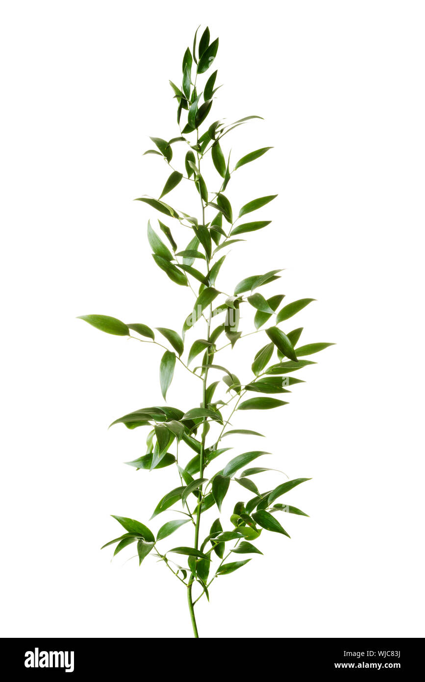 One green fresh plant. Isolated on white Stock Photo - Alamy