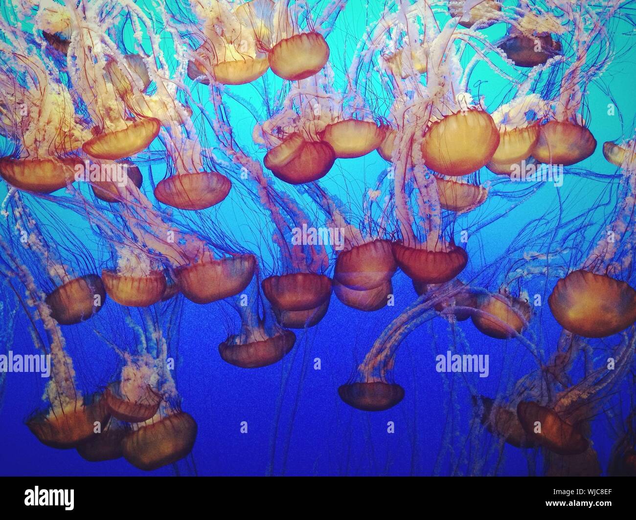 Group of jellyfish hi-res stock photography and images - Alamy