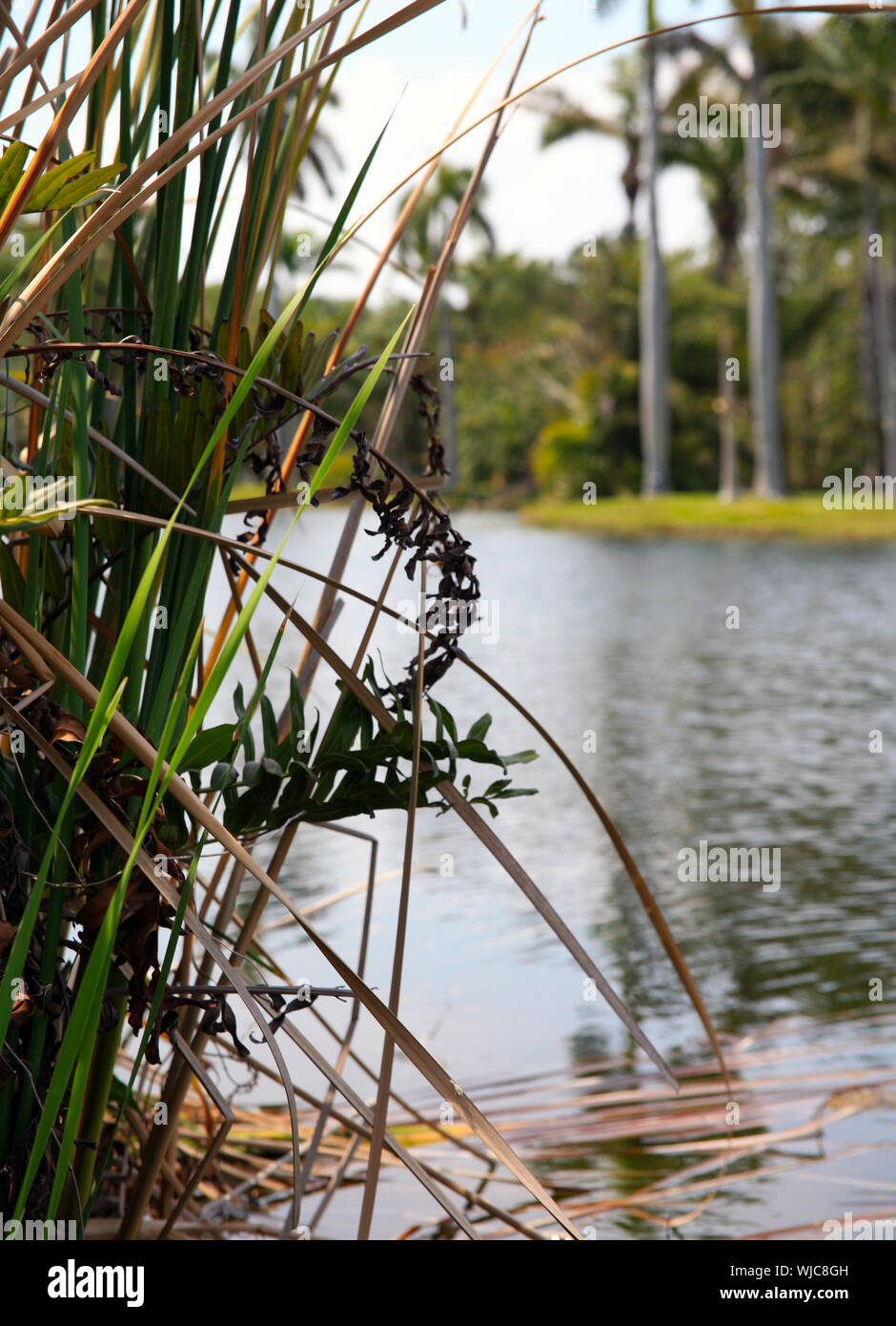 Reed river hi-res stock photography and images - Alamy