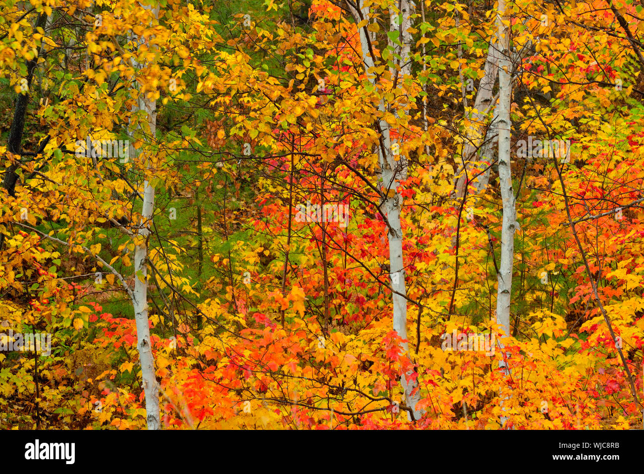 White birch tree woodland in autumn colour at Lake Laurentian ...