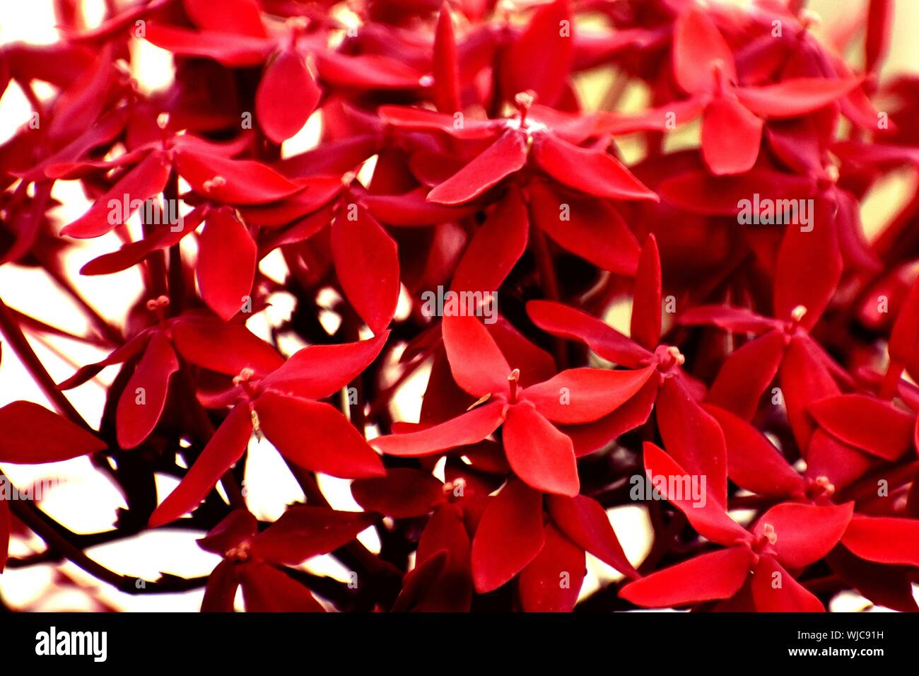 A Bunch of Fresh Red Flowers Stock Photo - Alamy