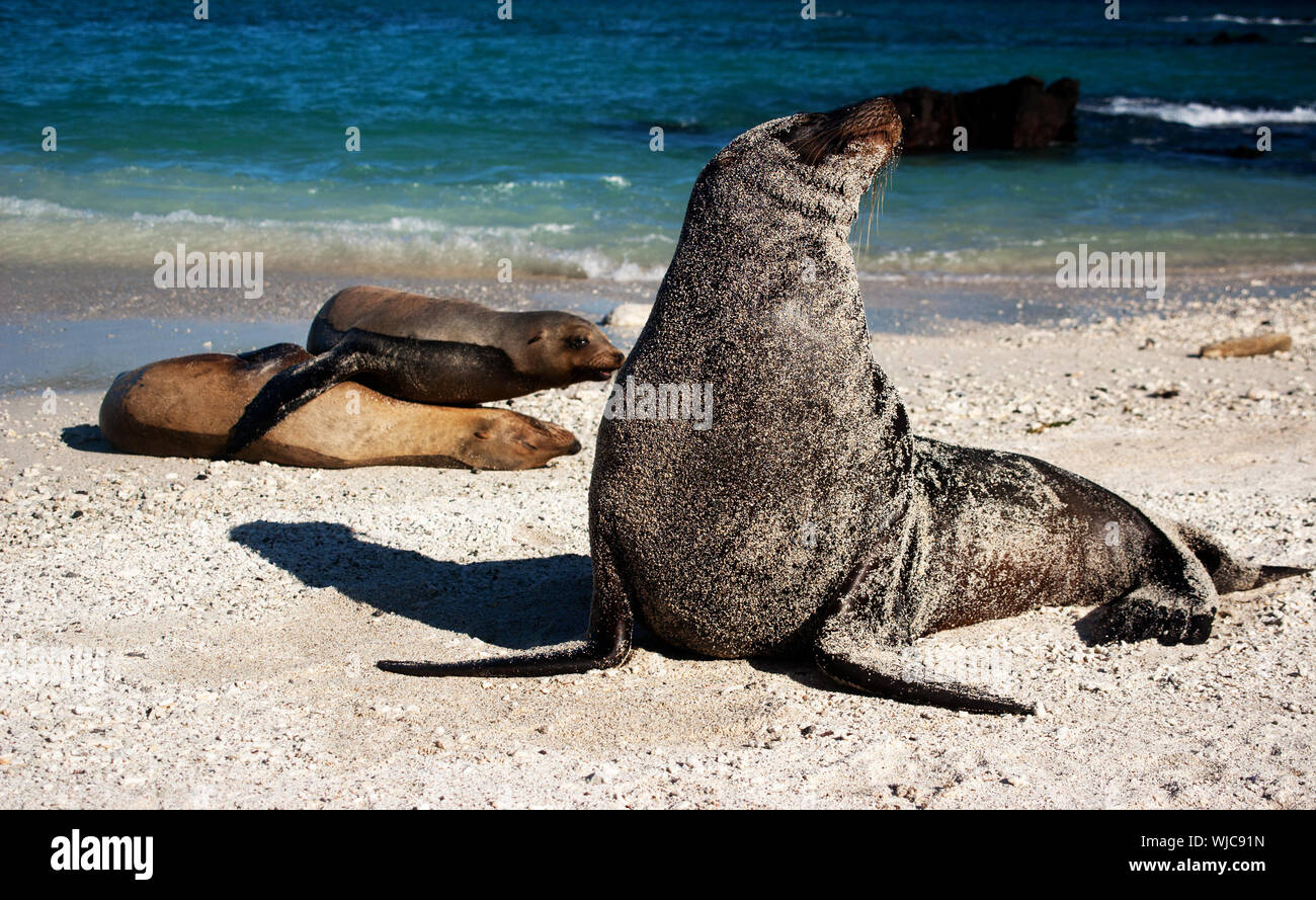 Lions beach hi-res stock photography and images - Alamy