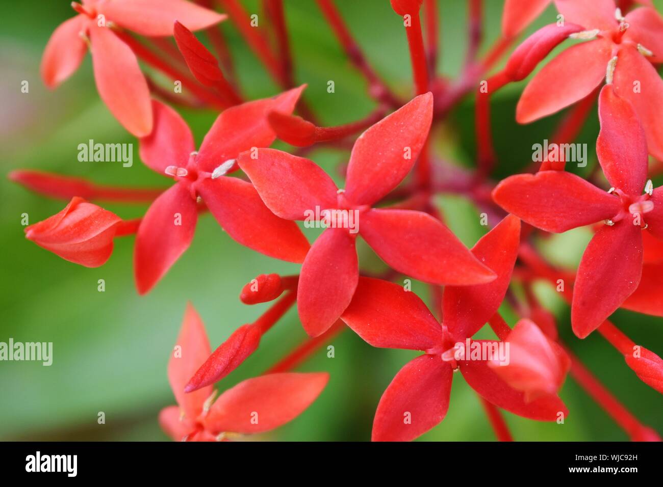 A Bunch of Fresh Red Flowers Stock Photo - Alamy