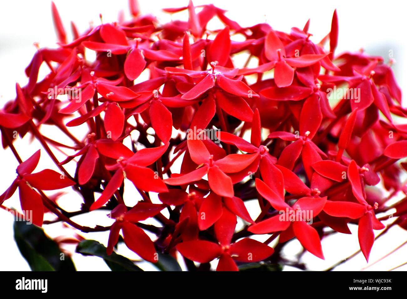 A Bunch of Fresh Red Flowers Stock Photo - Alamy