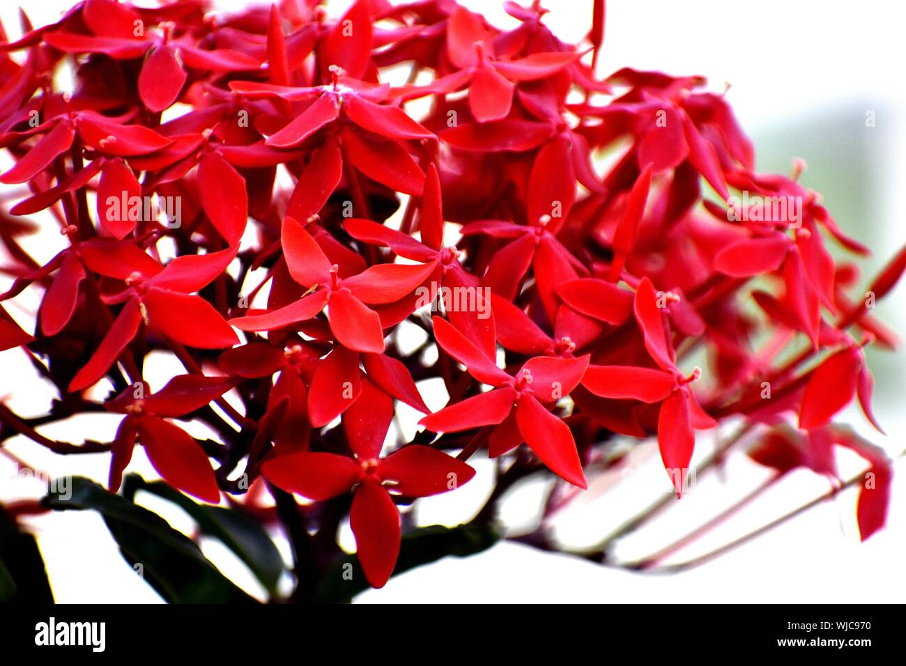 A Bunch of Fresh Red Flowers Stock Photo - Alamy