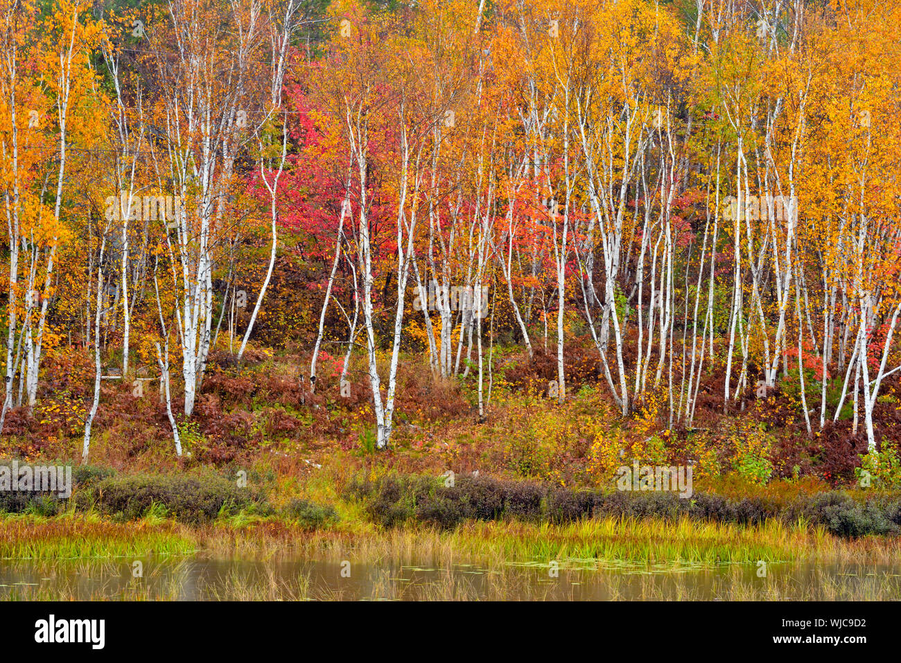 White birch tree woodland in autumn colour at Lake Laurentian ...