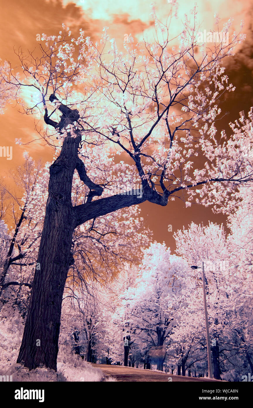 Landscape scene shot with an infrared filter Stock Photo - Alamy