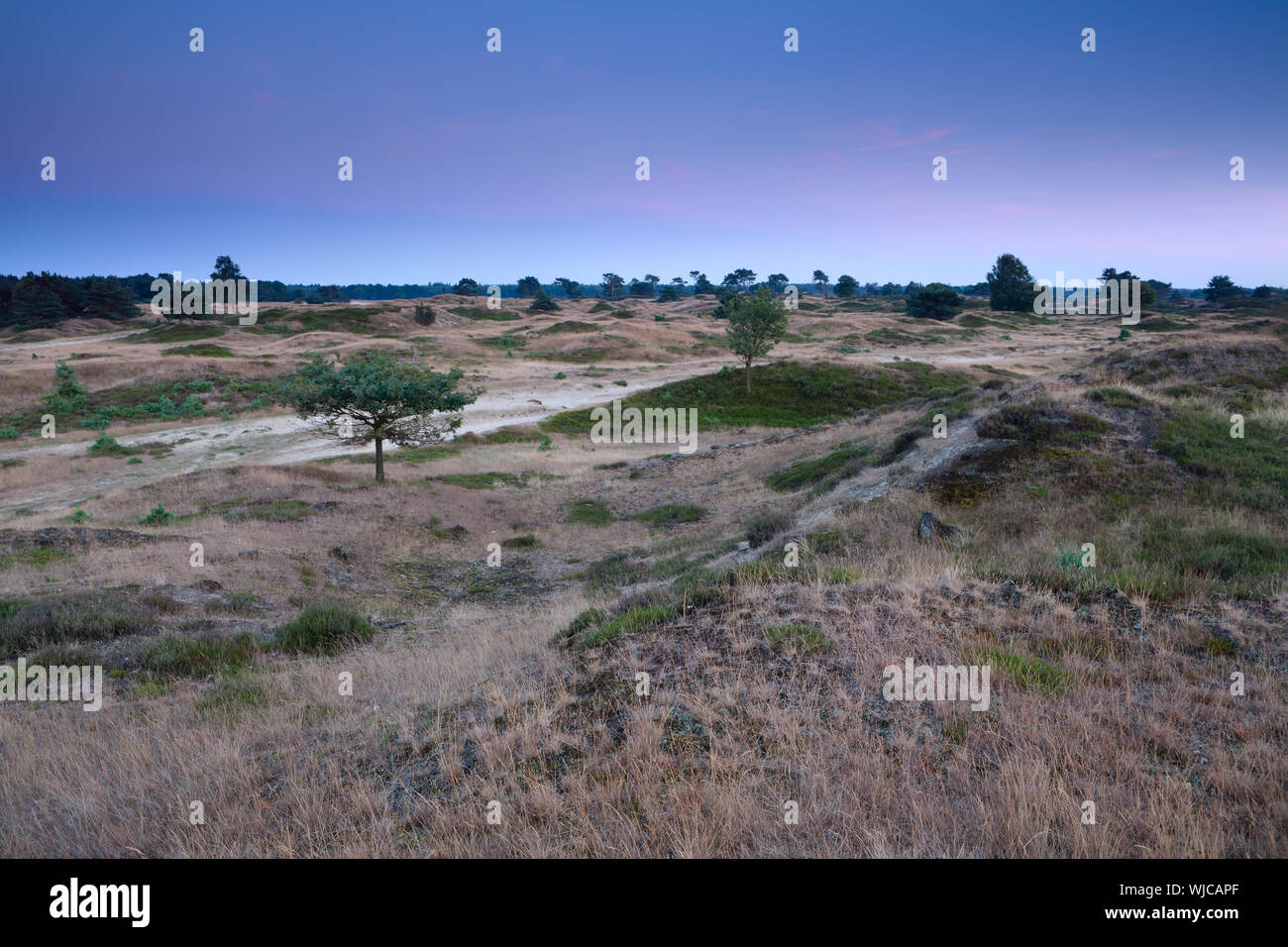 hills and dunes in dusk, Drents-Friese Wold, Netherlands Stock Photo ...