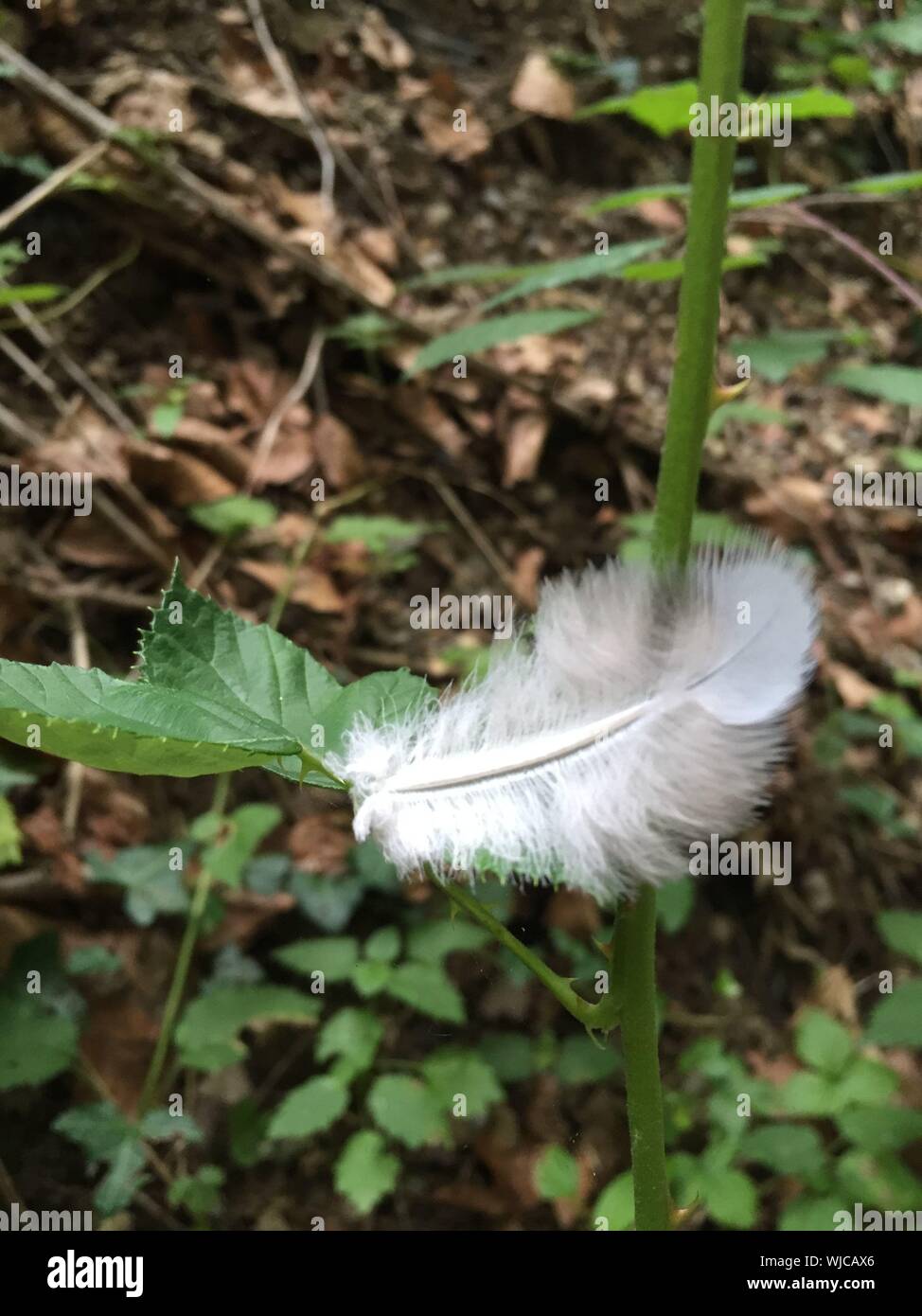 Stem of feather hi-res stock photography and images - Alamy