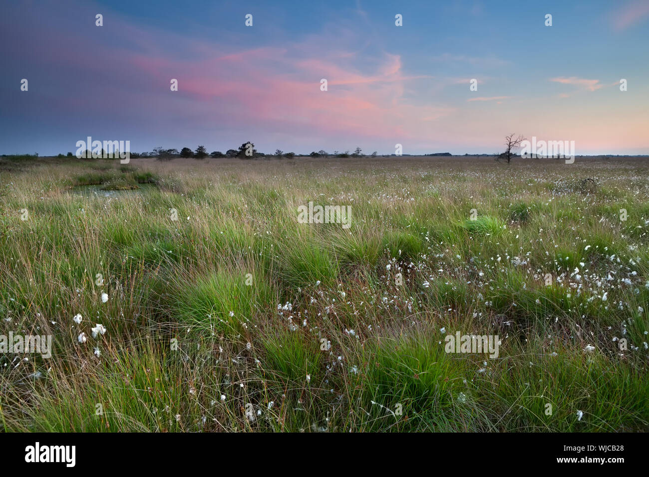 pink calm sunset over swamp with cotton-grass Stock Photo - Alamy