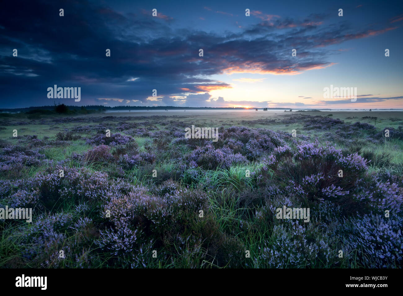 summer sunrise over marshes with flowering heather Stock Photo - Alamy