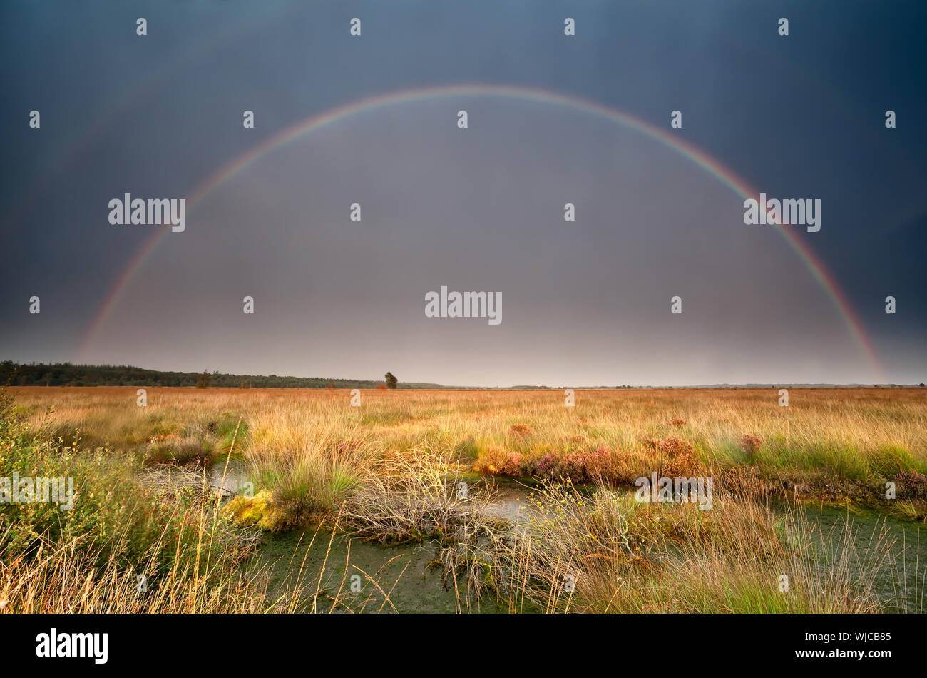 big rainbow over bog after summer storm, Fochteloerveen, Netherlands ...