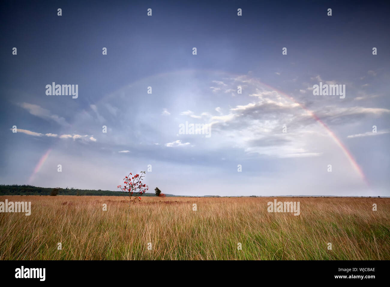 Rain cloud on the swamp hi-res stock photography and images - Alamy