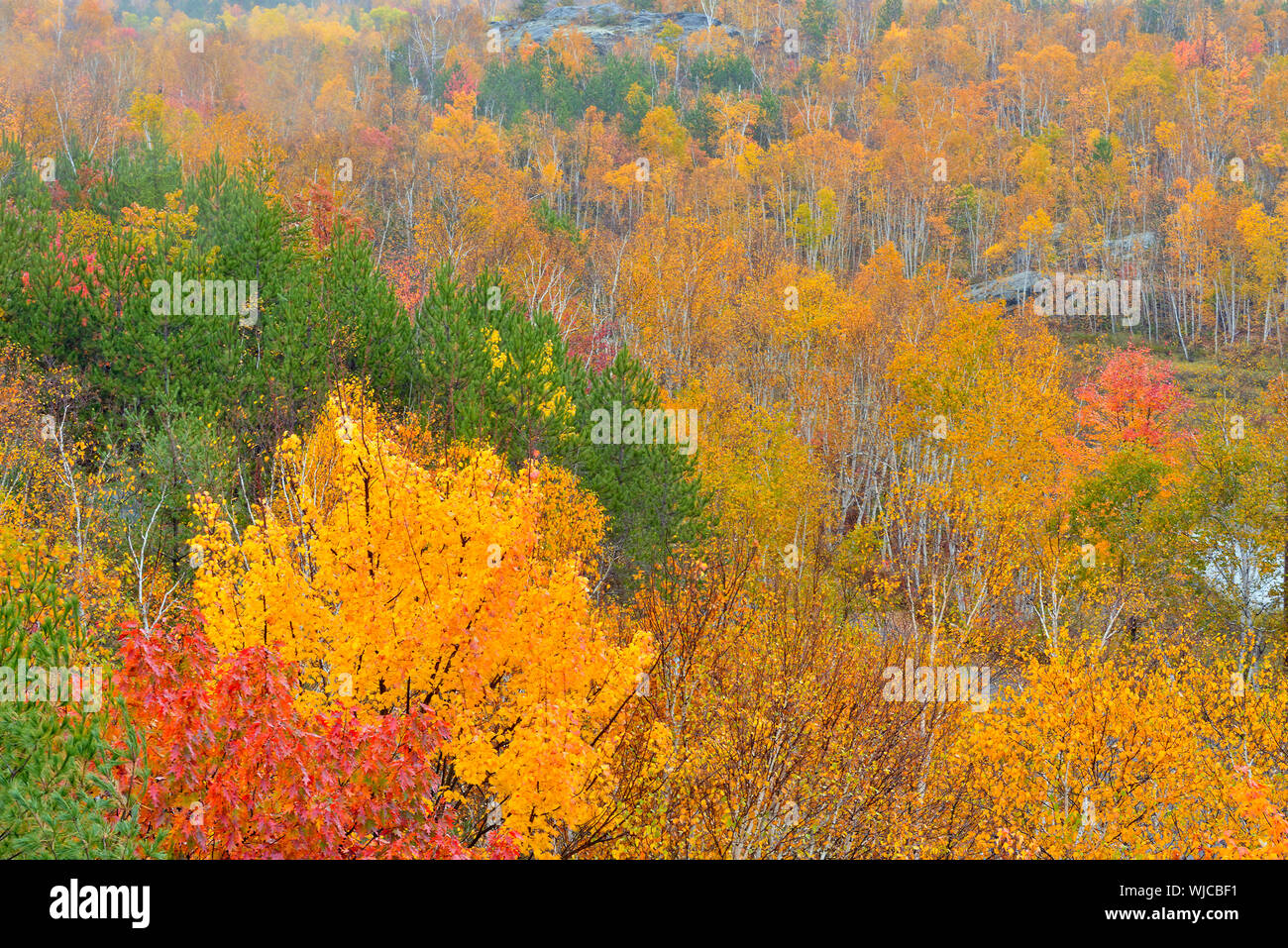 Autumn forest from a high viewpoint at Lake Laurentian Conservation ...