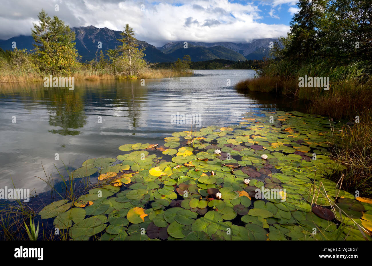 water lily flowers on alpine lake in Bavarian Alps, Germany Stock Photo ...