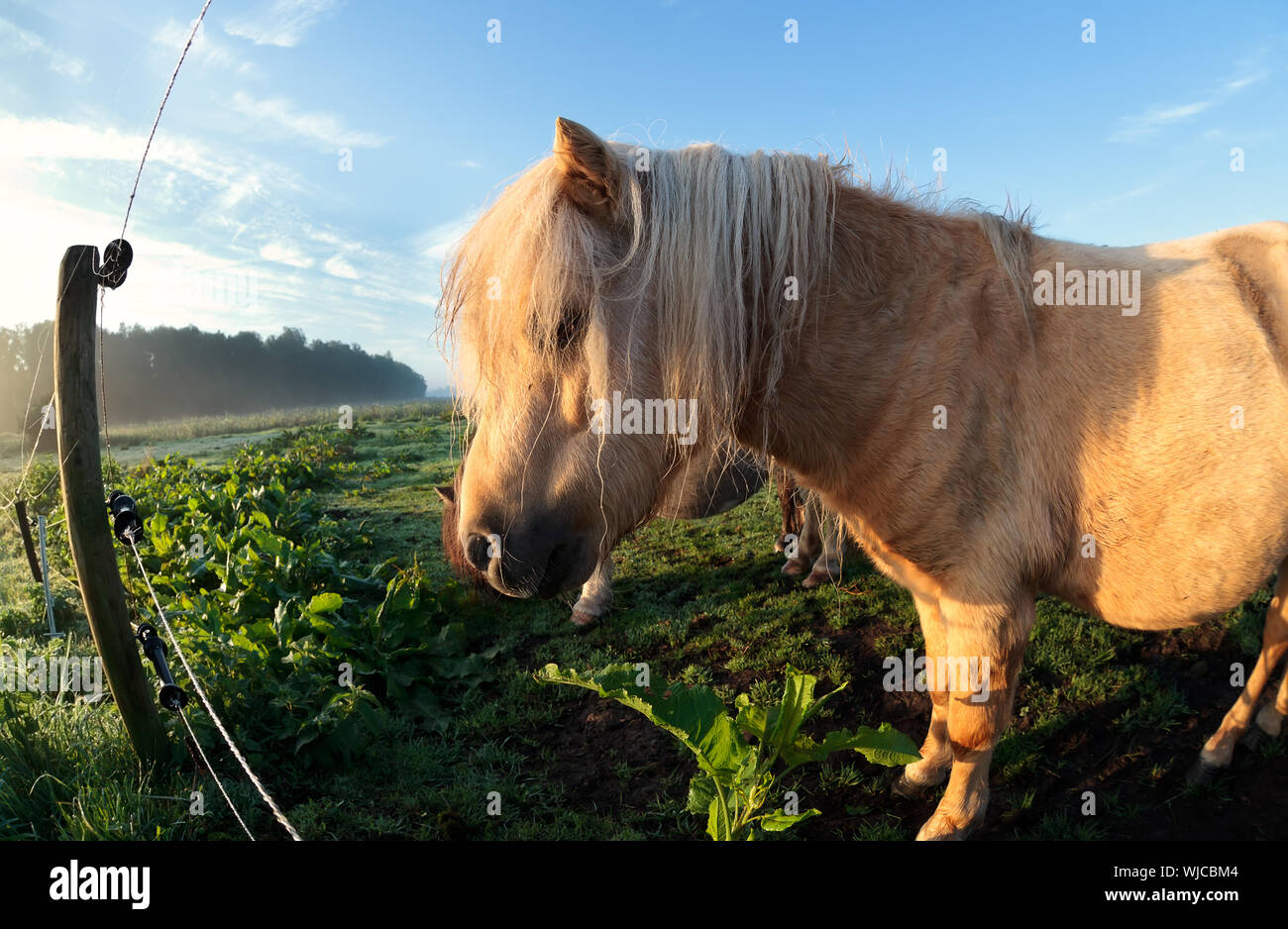 cute beige pony on pasture in gold morning sunshine Stock Photo - Alamy