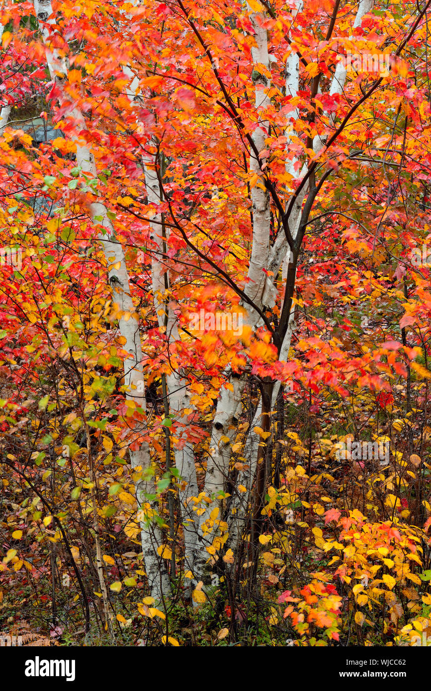Maple tree landscape nature hi-res stock photography and images - Alamy