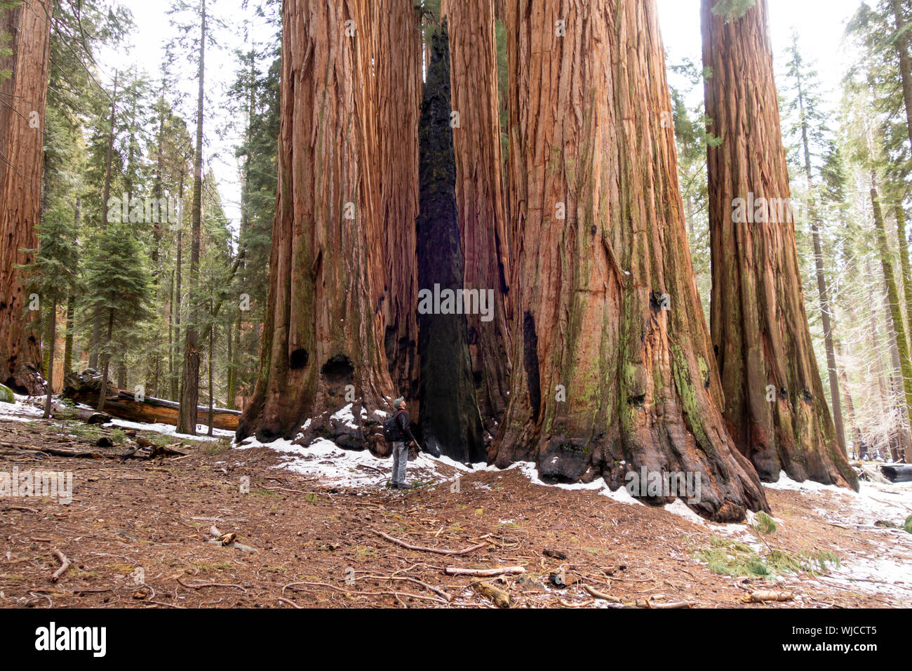 Man looking to the top of a sequoia at Sequoia National Park in United ...