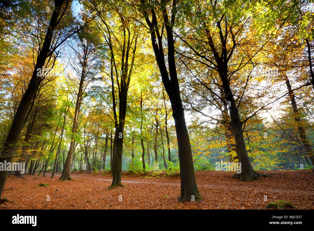 trees in orange autumn forest Stock Photo - Alamy