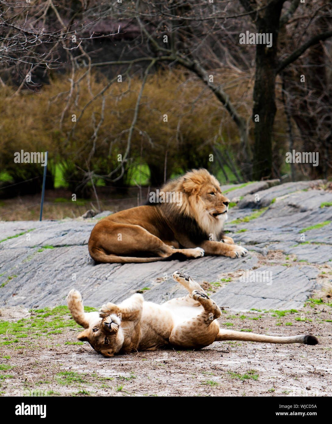 Male lion rolling on back hi-res stock photography and images - Alamy
