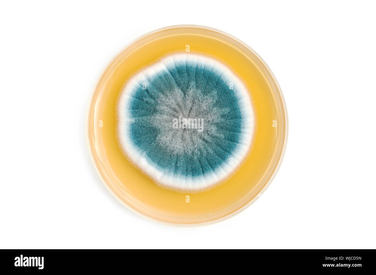 fungi on agar plate in laboratory over white background Stock Photo - Alamy