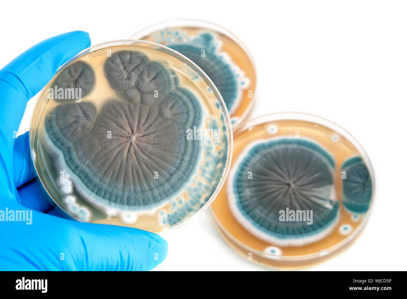 Penicillium bacteria hi-res stock photography and images - Alamy