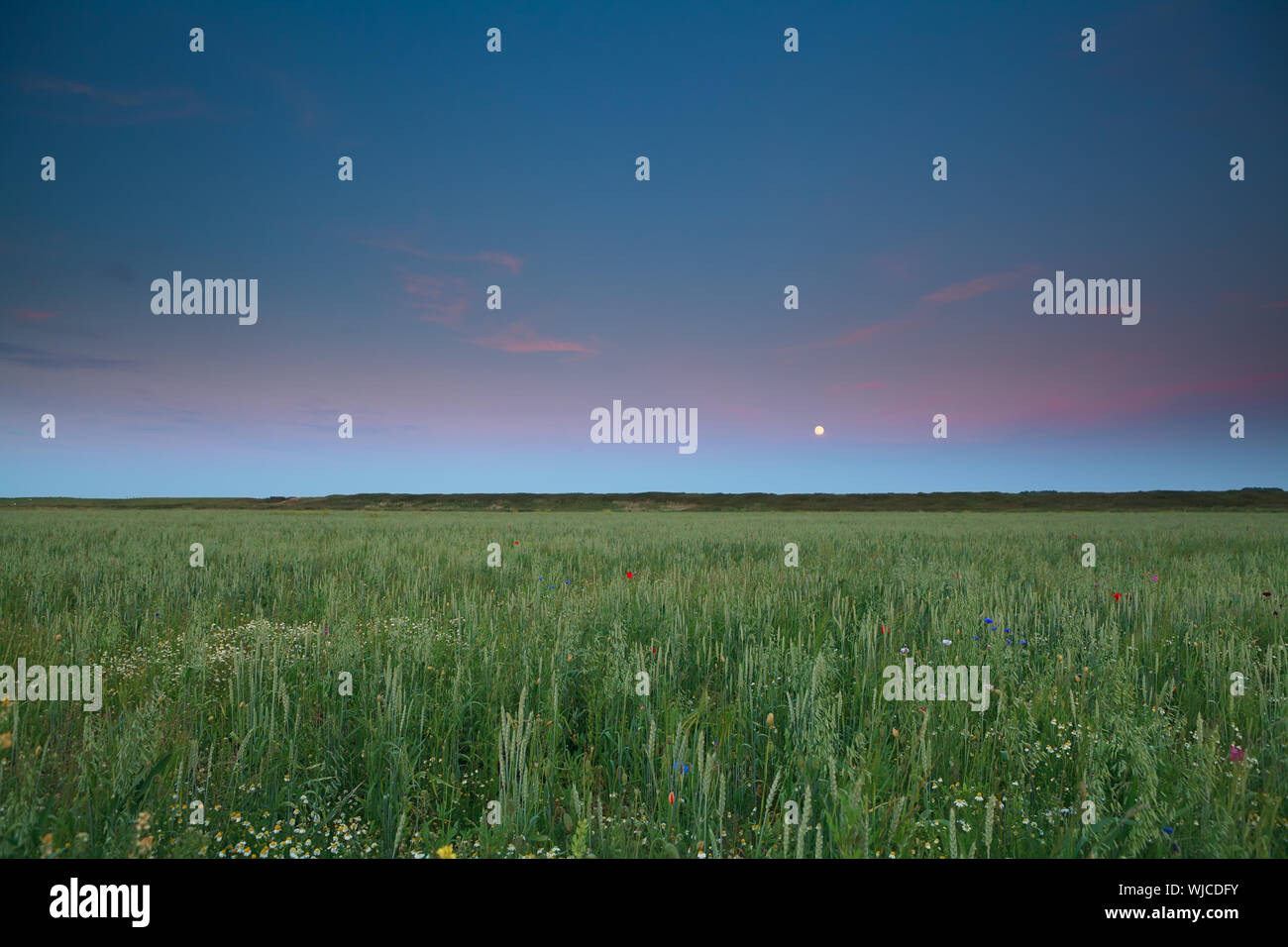 full moon over wheat and barley field after sunset Stock Photo - Alamy