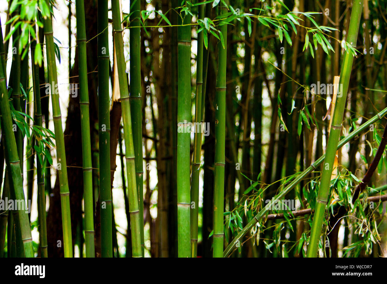 Trees of the green bamboo forest Stock Photo - Alamy