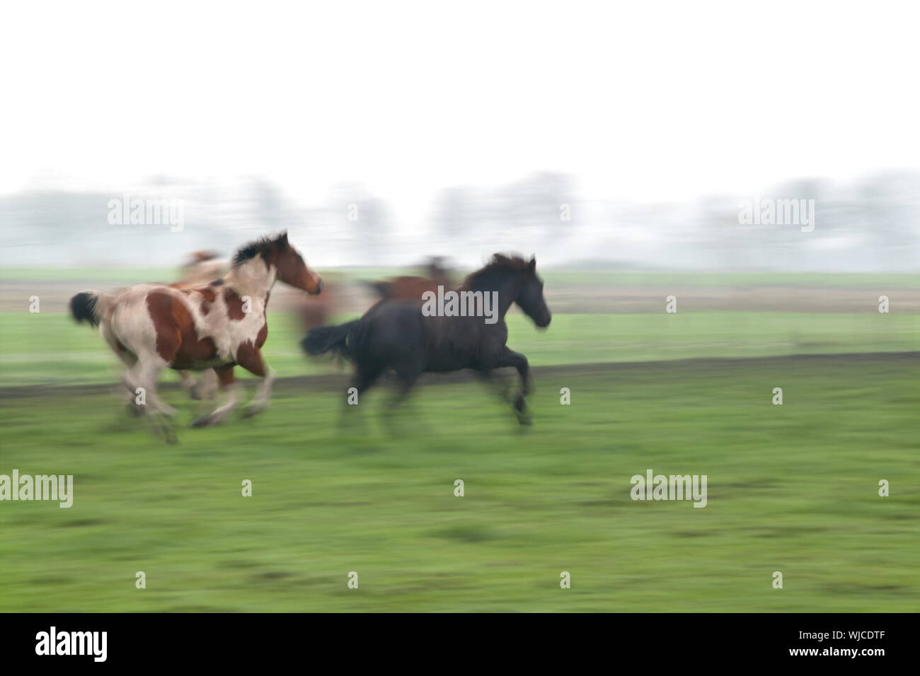 Horse movement speed abstract hi-res stock photography and images - Alamy