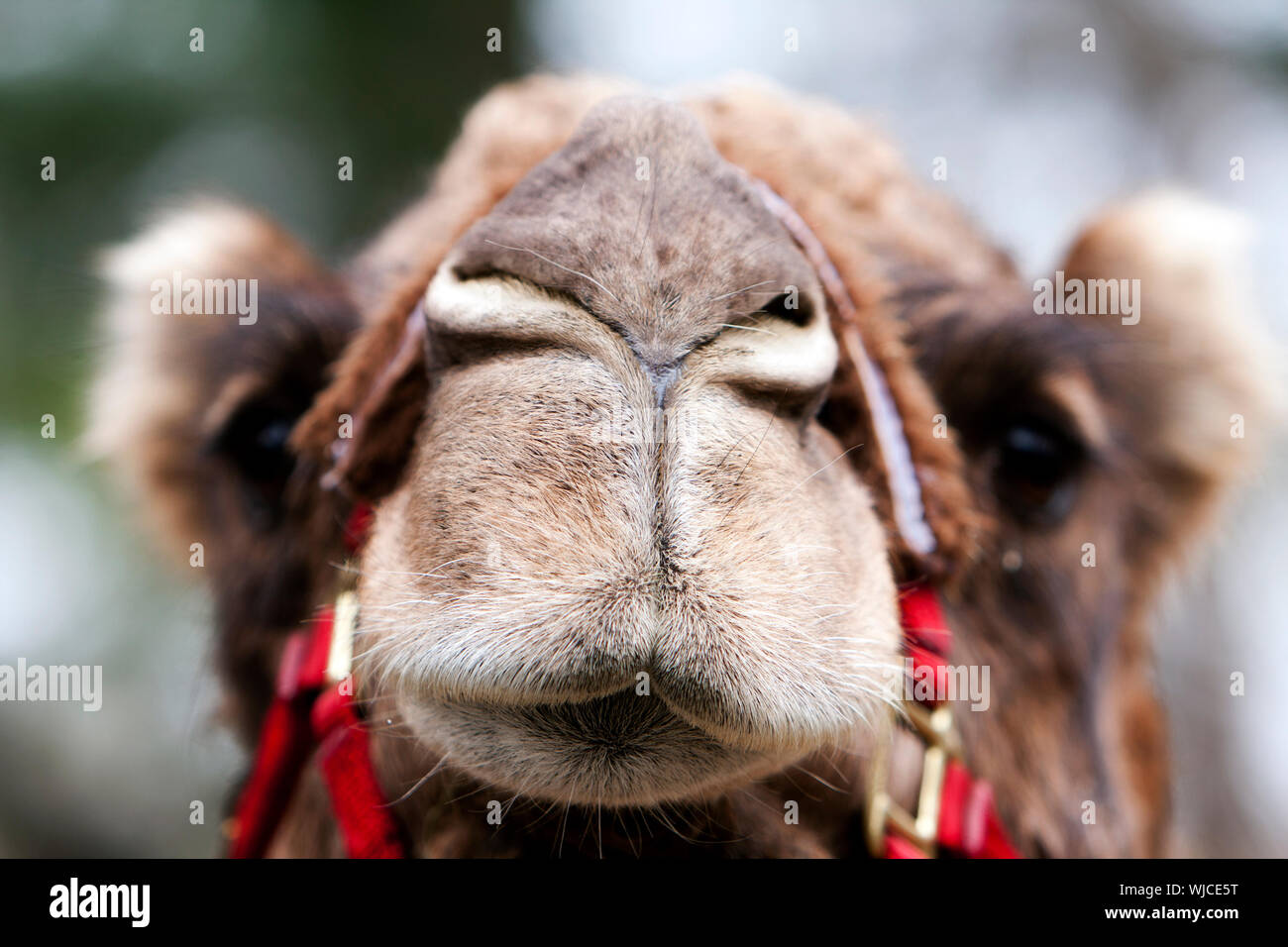Funny closed nose and mouth of an African Mongolian camel dromedary ...