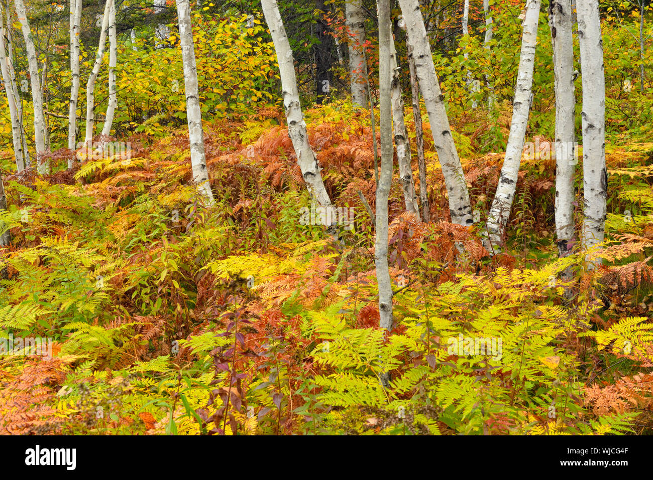 Birch woodlot with autumn ferns, Greater Sudbury, Ontario, Canada Stock ...