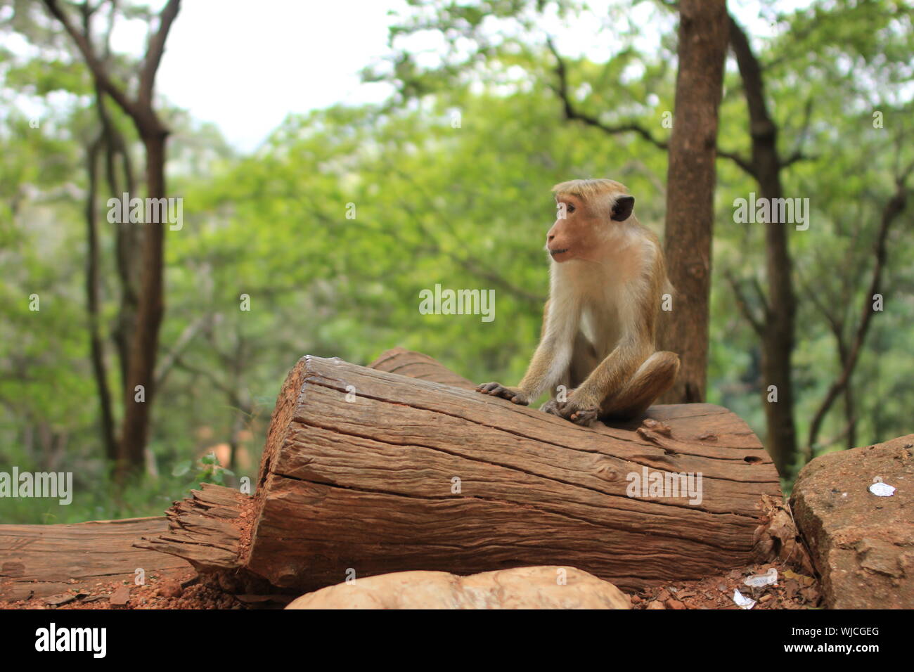 Monkey sitting on the tree hi-res stock photography and images - Alamy
