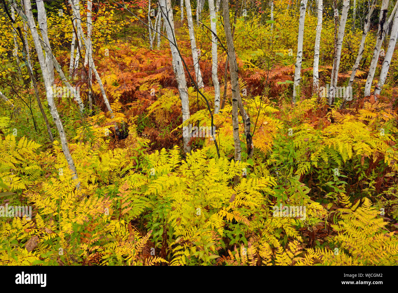 A birch tree woodlot with autumn ferns in the understory, Greater ...