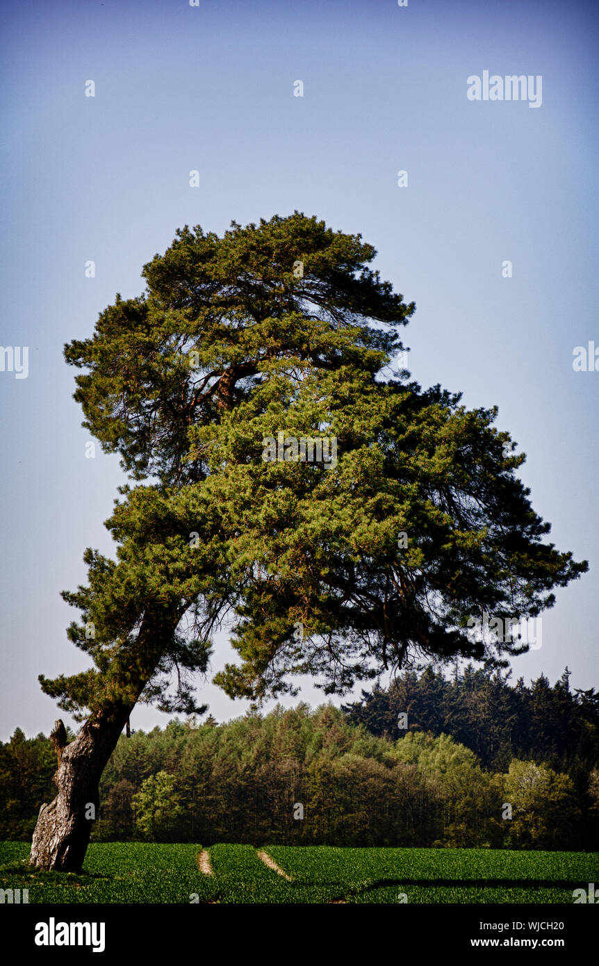 Sloped pine tree on a green field Stock Photo - Alamy