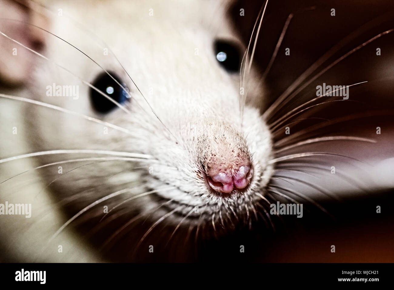 closeub of a white rats nose looking in to the camera Stock Photo - Alamy