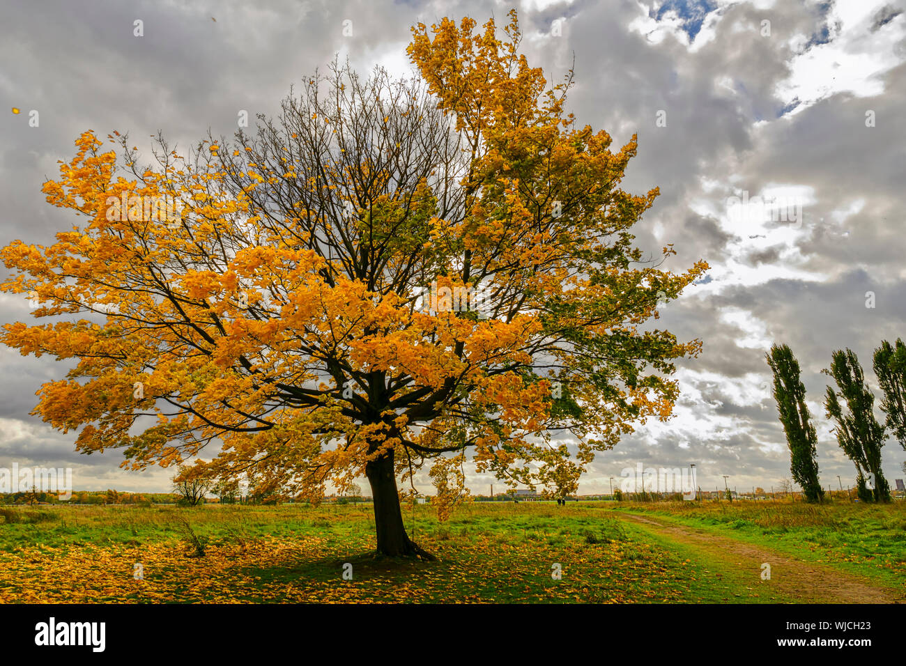a sloped tree in autumn with dramatic sky Stock Photo - Alamy