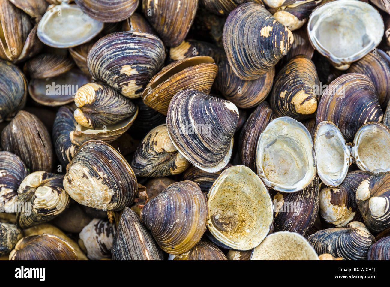 Old sea shell pattern, Pisidium amnicum Stock Photo - Alamy