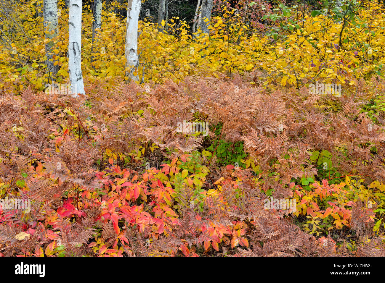 Autumn shrubs and ferns in the understory of an aspen and birch ... Autumn shrubs and ferns in the understory of an aspen and birch ...
