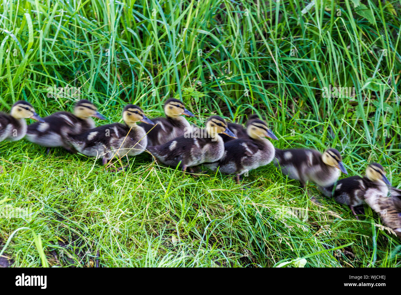 Duckling jumping hi-res stock photography and images - Alamy