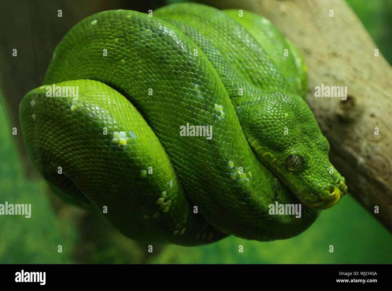 Snake coiled around branch hi-res stock photography and images - Alamy