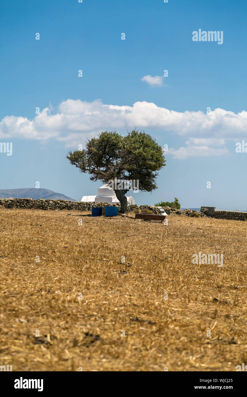 greek landscape with olive tree and white chapel Stock Photo - Alamy