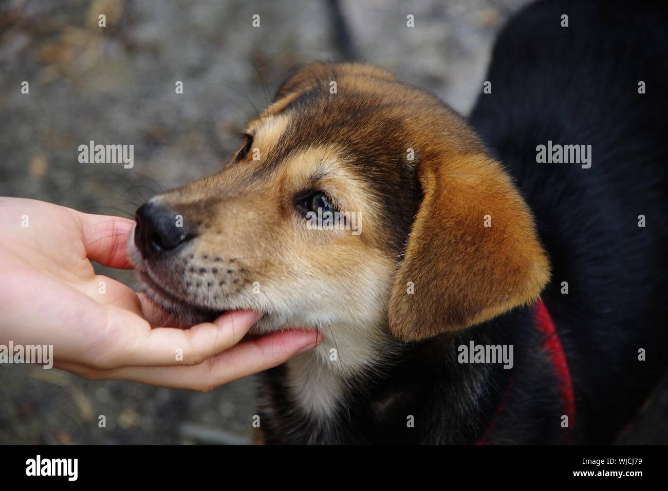 Close up hand touching dog hi-res stock photography and images - Alamy