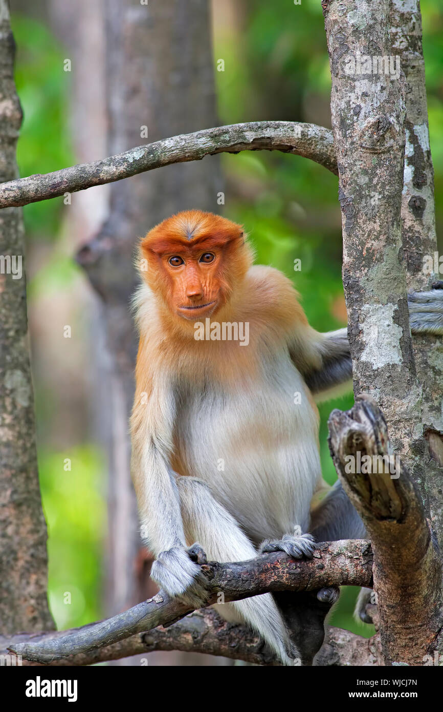 Proboscis monkey in the mangrove in Labuk Bay, Borneo Stock Photo - Alamy