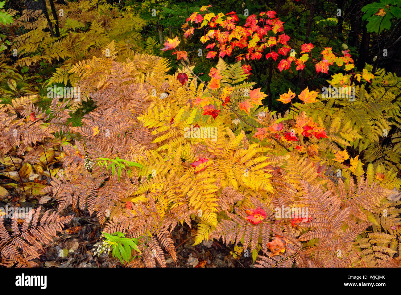 Understory Red Maple High Resolution Stock Photography and Images - Alamy