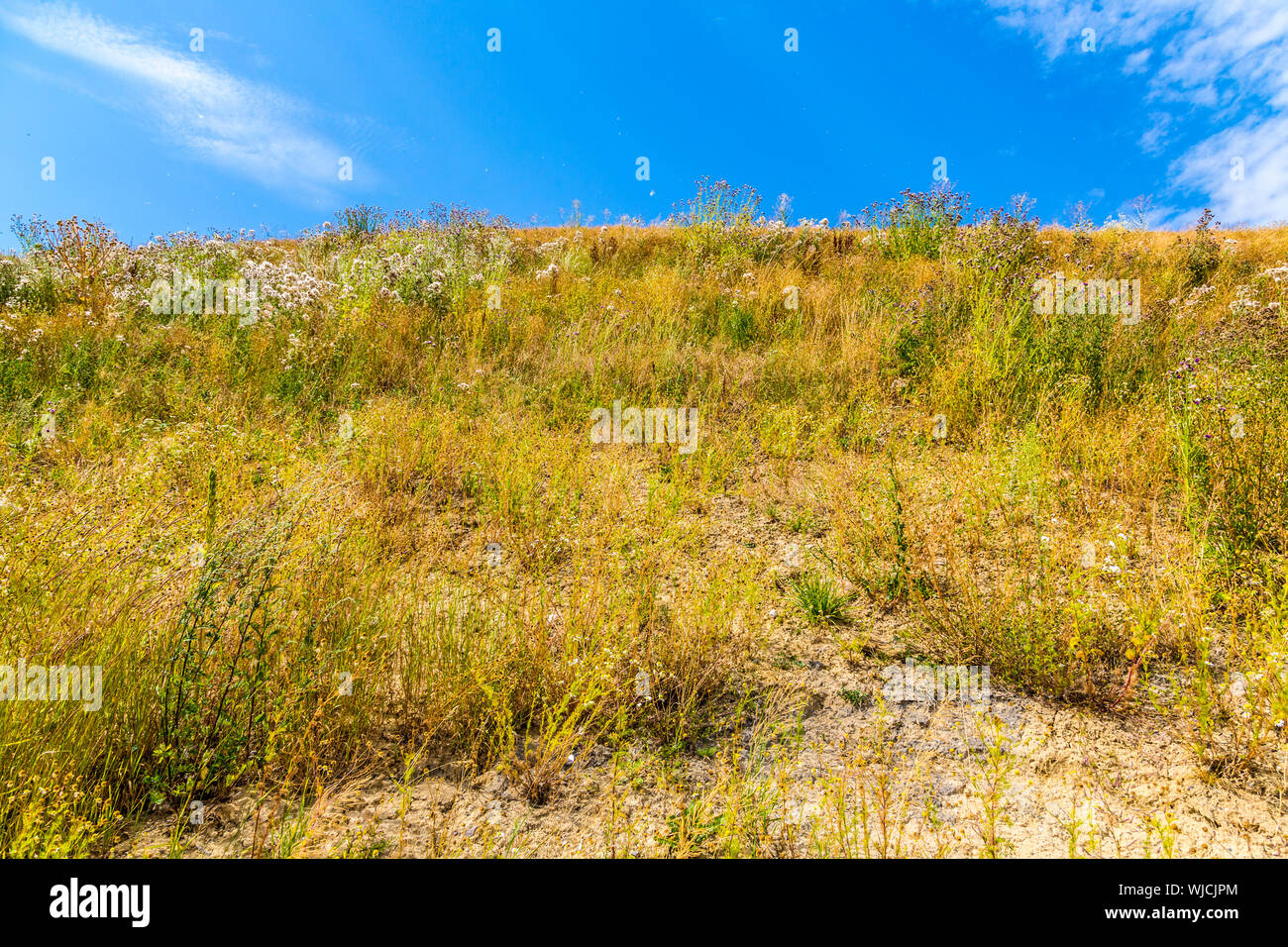 dry meadow on a hill in summer, with cloudy sky Stock Photo - Alamy