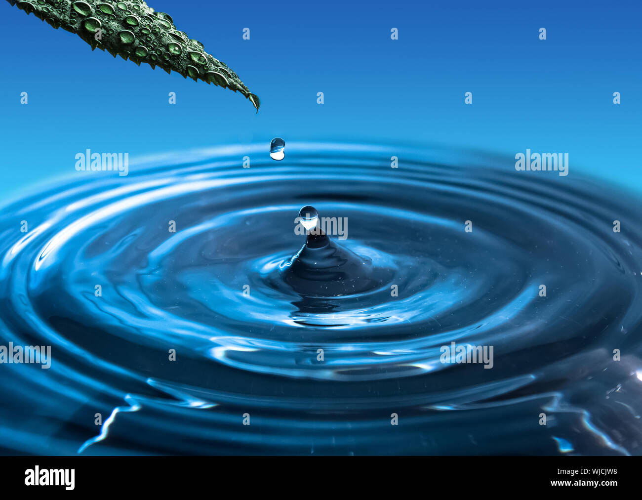 A falling drop of water from a green leaf. Water splash Stock Photo - Alamy
